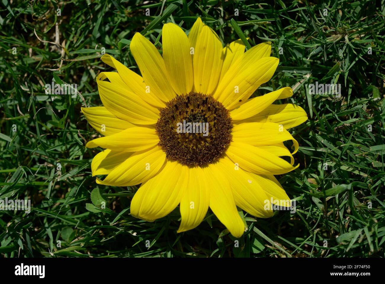 Ground sunflower hi-res stock photography and images - Alamy