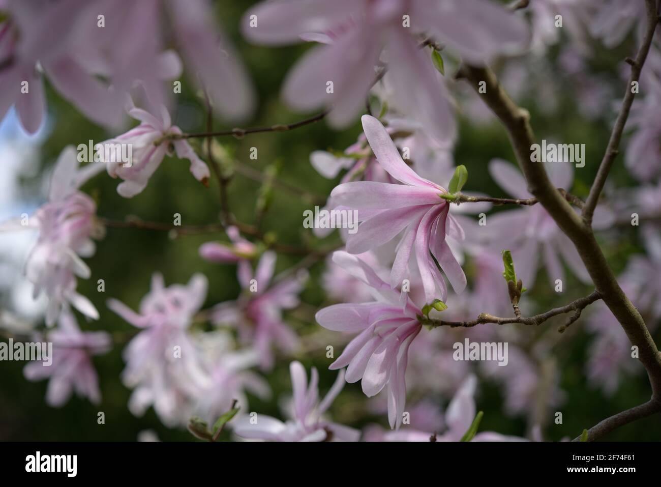 pink magnolia stellata, or star magnolia in bloom Stock Photo - Alamy
