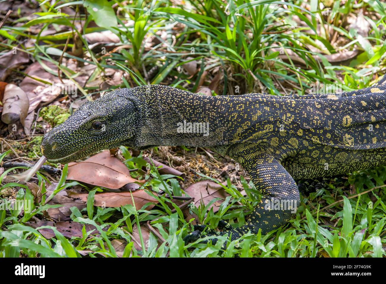 Salvadori's monitor (Varanus salvadorii) is one of the longest lizards ...