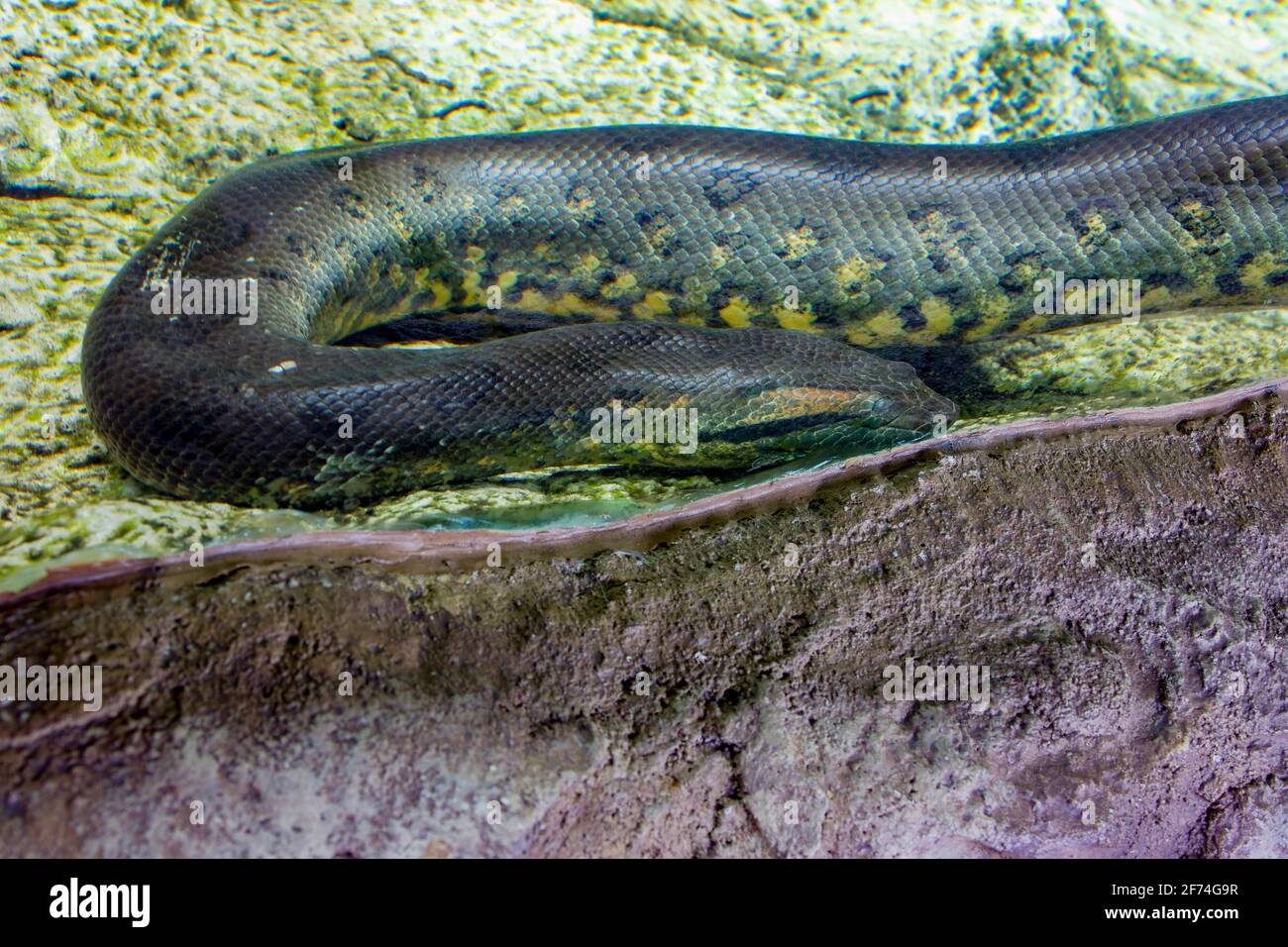 The green anaconda (Eunectes murinus) with Cloudy eyes in the water. It ...