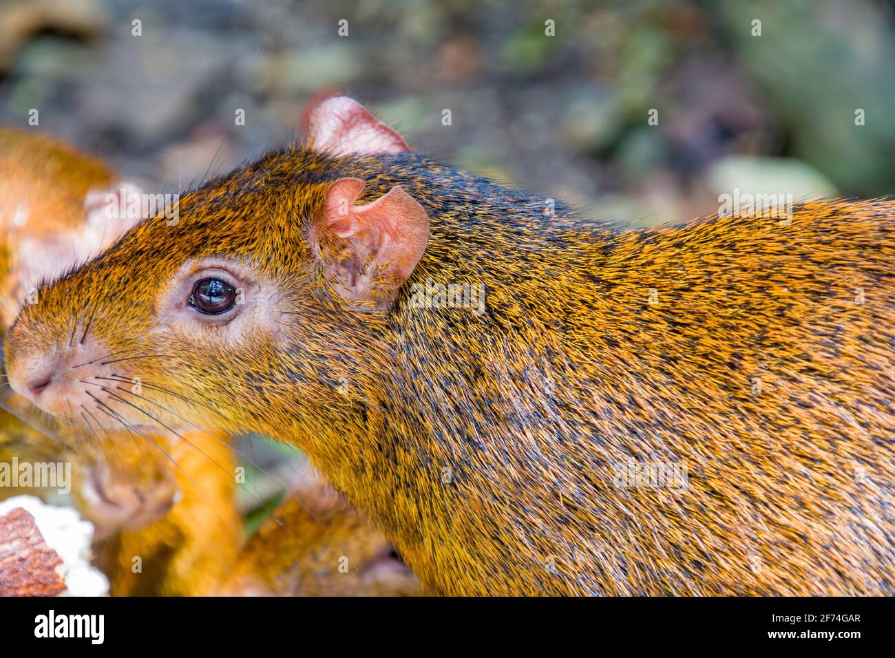Azarass agouti hi-res stock photography and images - Alamy