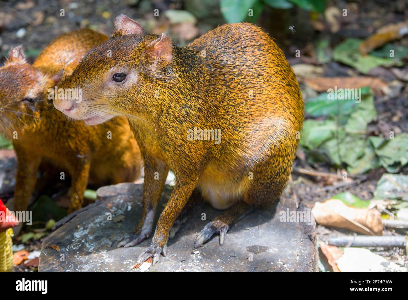 Azara's agouti (Dasyprocta azarae) is a South American agouti species ...