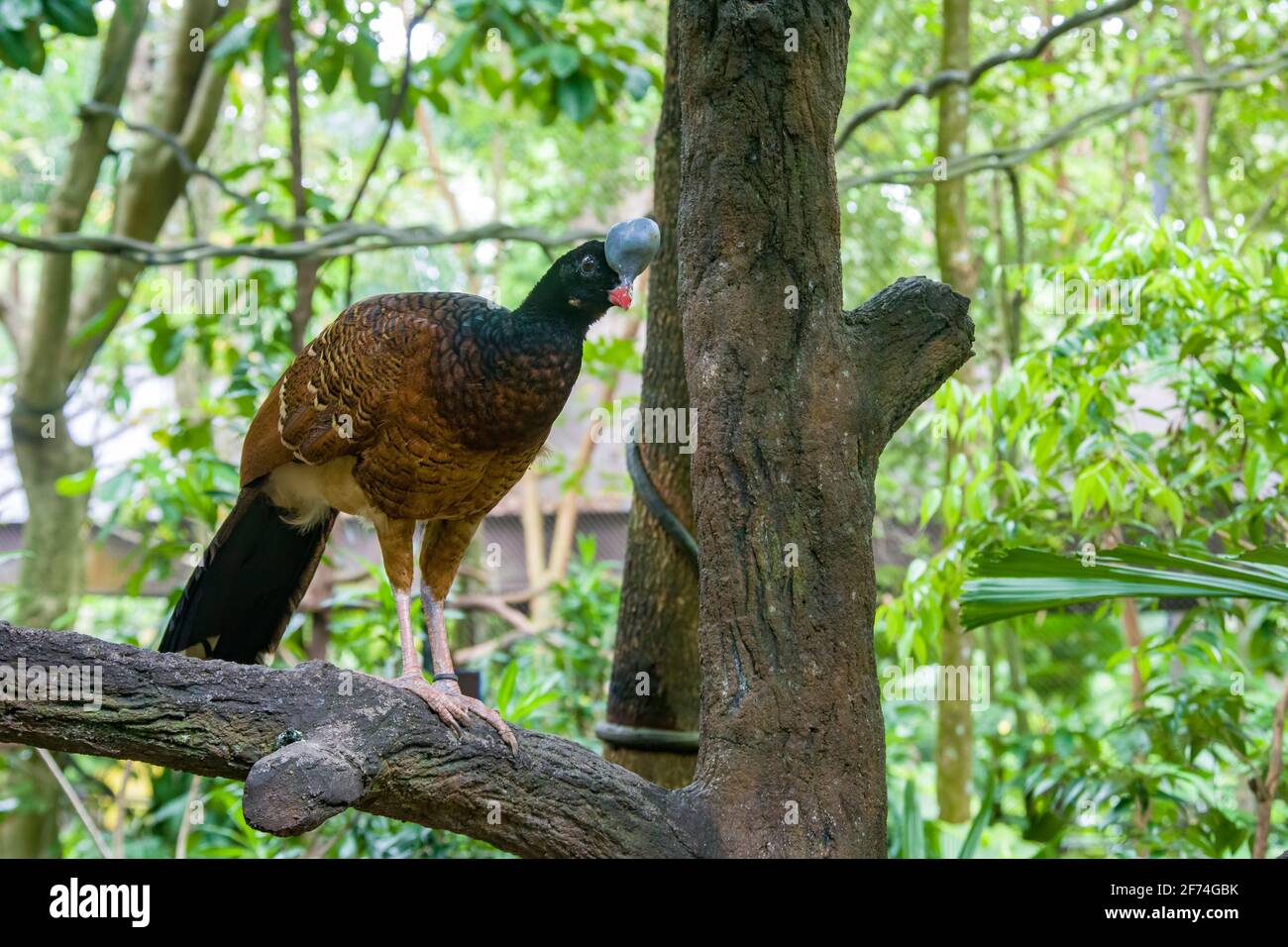 Helmeted curassow female hi-res stock photography and images - Alamy