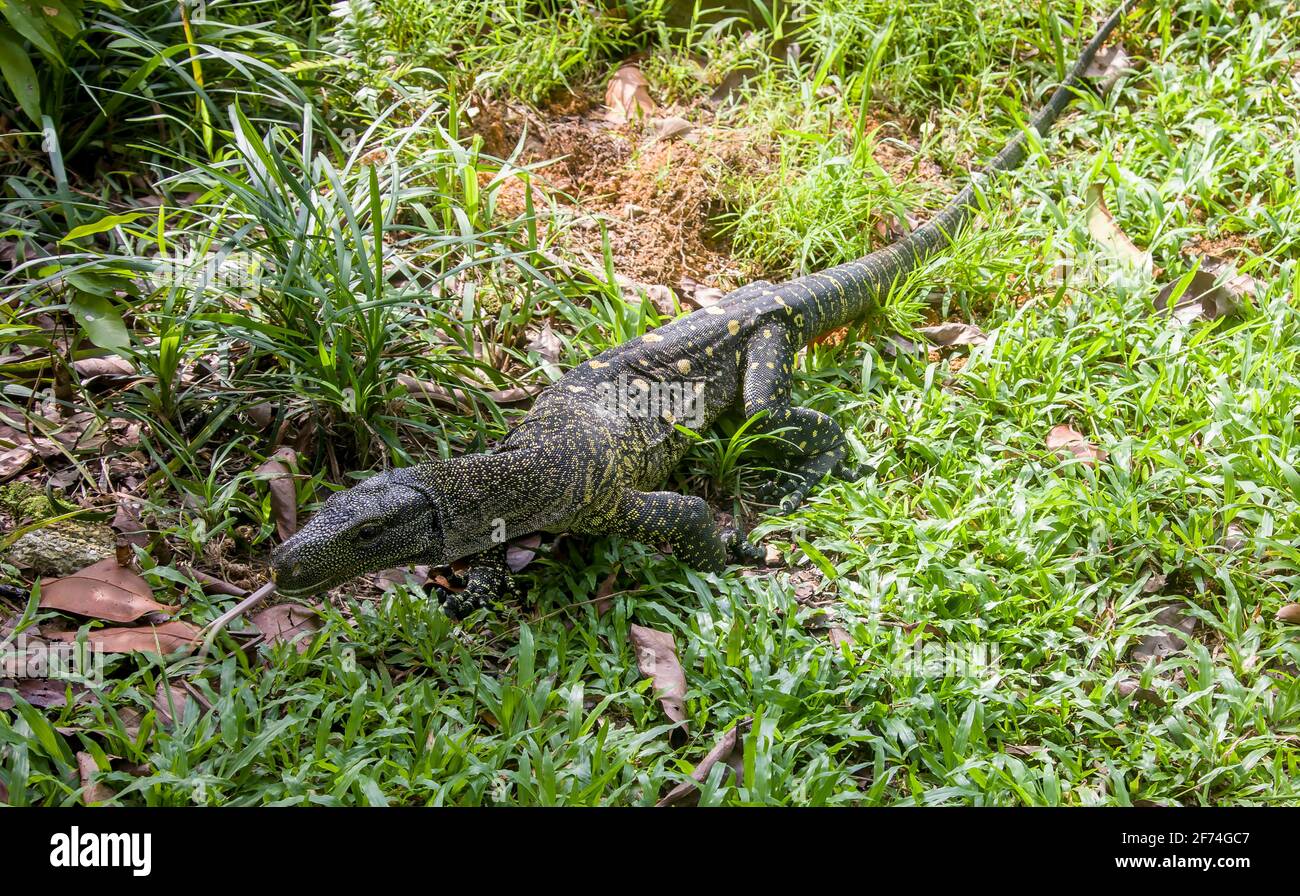 Salvadori's monitor (Varanus salvadorii) is one of the longest lizards ...