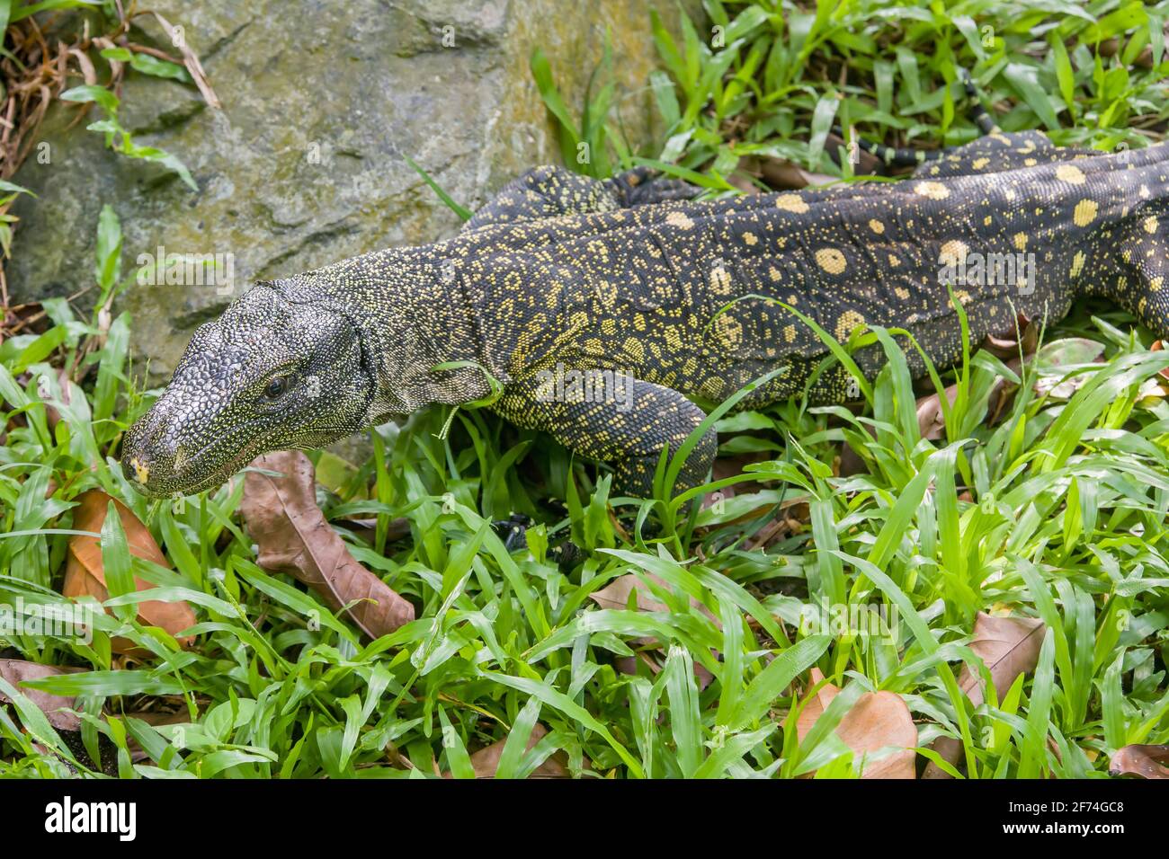 Salvadori's monitor (Varanus salvadorii) is one of the longest lizards ...
