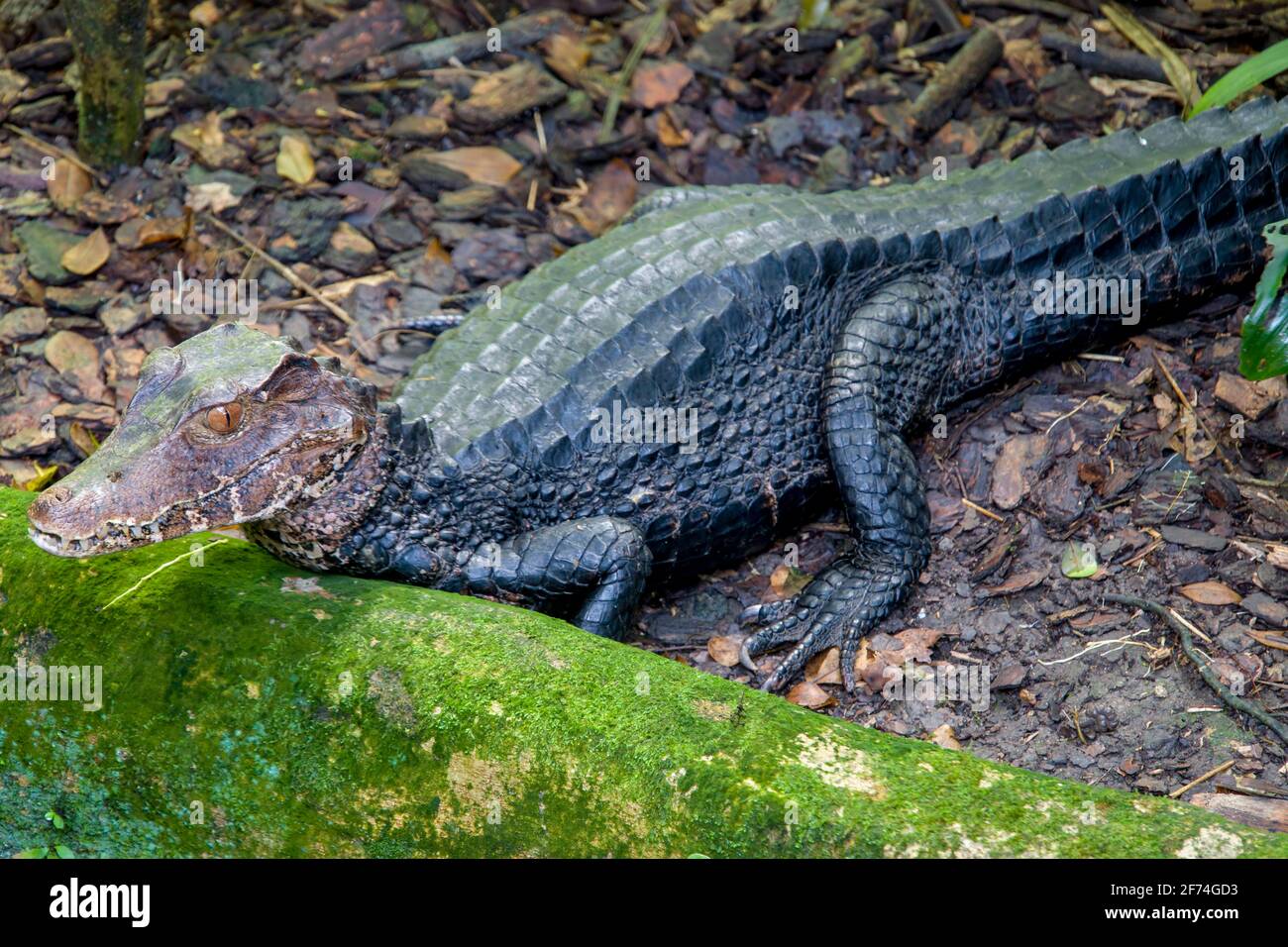 a Cuvier's dwarf caiman is next to the pond. It is a small crocodilian ...