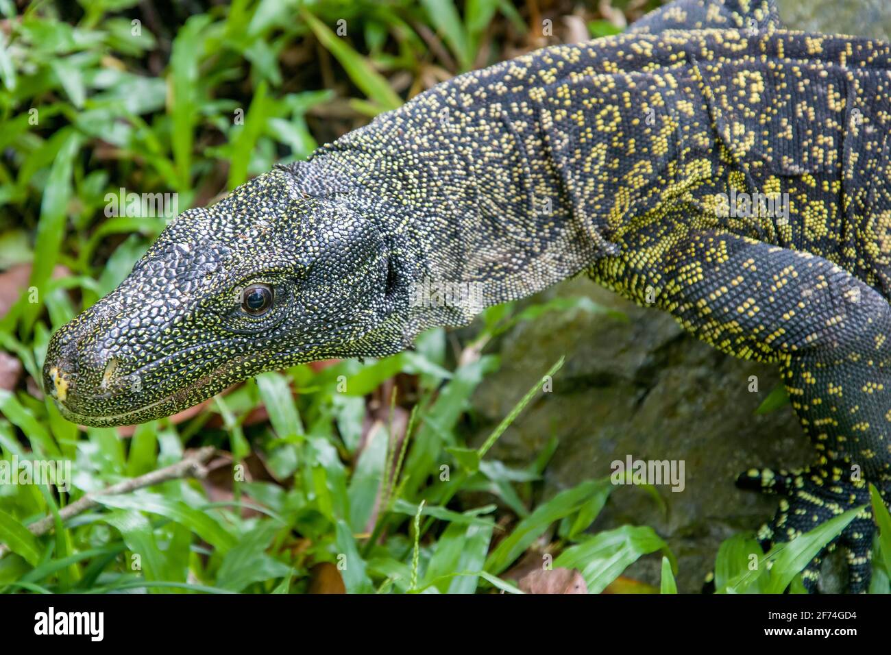 Salvadori's monitor (Varanus salvadorii) is one of the longest lizards ...