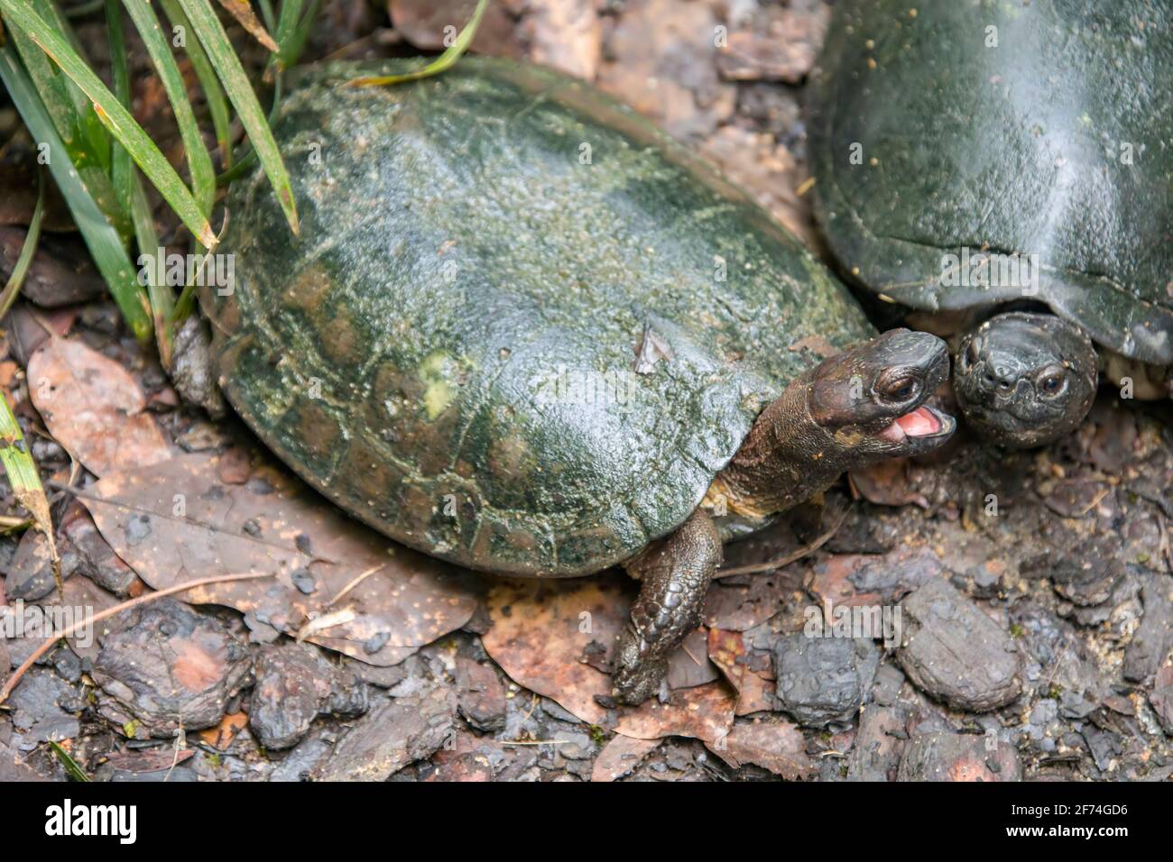 Turtle covered in algae hi-res stock photography and images - Alamy