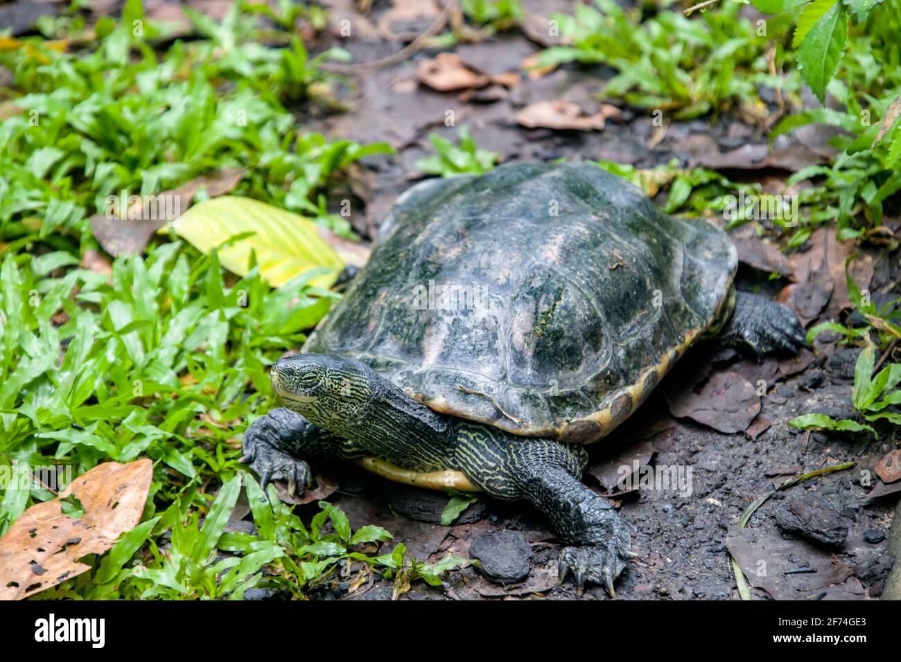 Chinese stripe necked turtles hi-res stock photography and images - Alamy