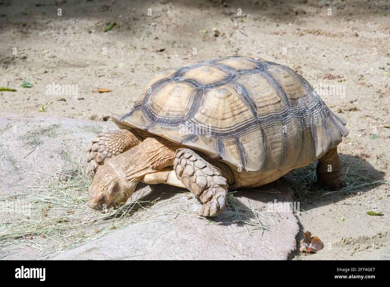 Edge of the sahara desert hi-res stock photography and images - Alamy