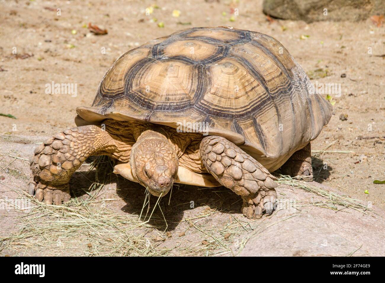 The African spurred tortoise eats grass. It is a species of tortoise ...