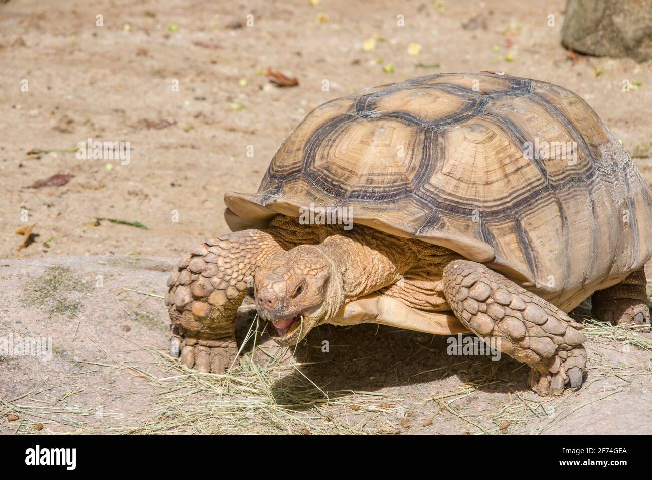The African spurred tortoise eats grass. It is a species of tortoise ...