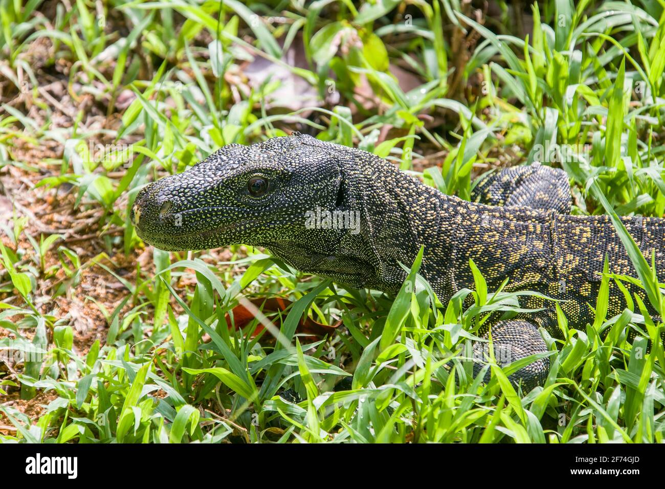 Salvadori's monitor (Varanus salvadorii) is one of the longest lizards ...