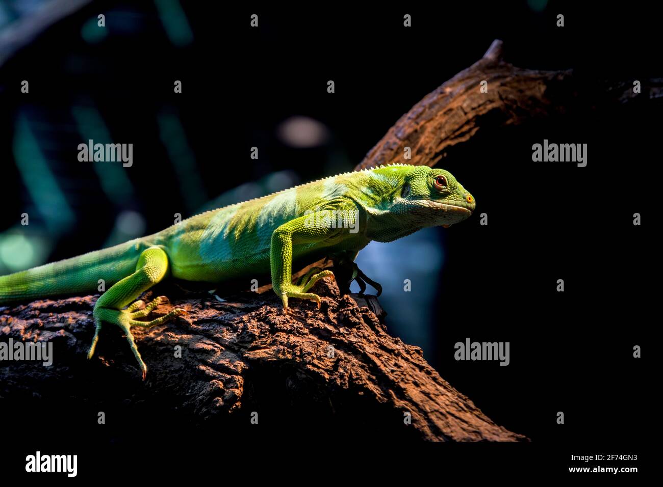 the closeup image of Fiji banded iguana (Brachylophus fasciatus) An ...