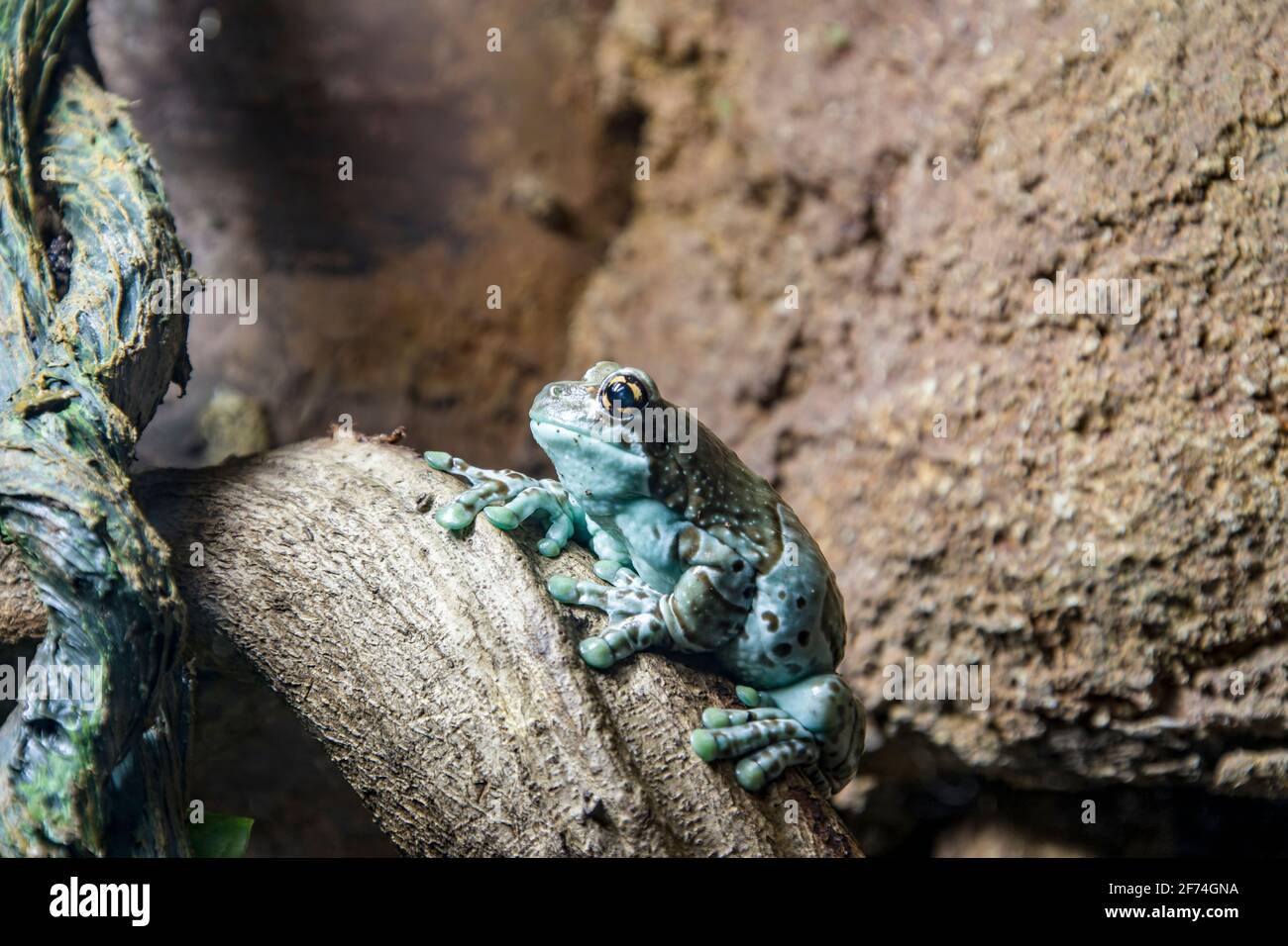 Blue milk frog hi-res stock photography and images - Alamy