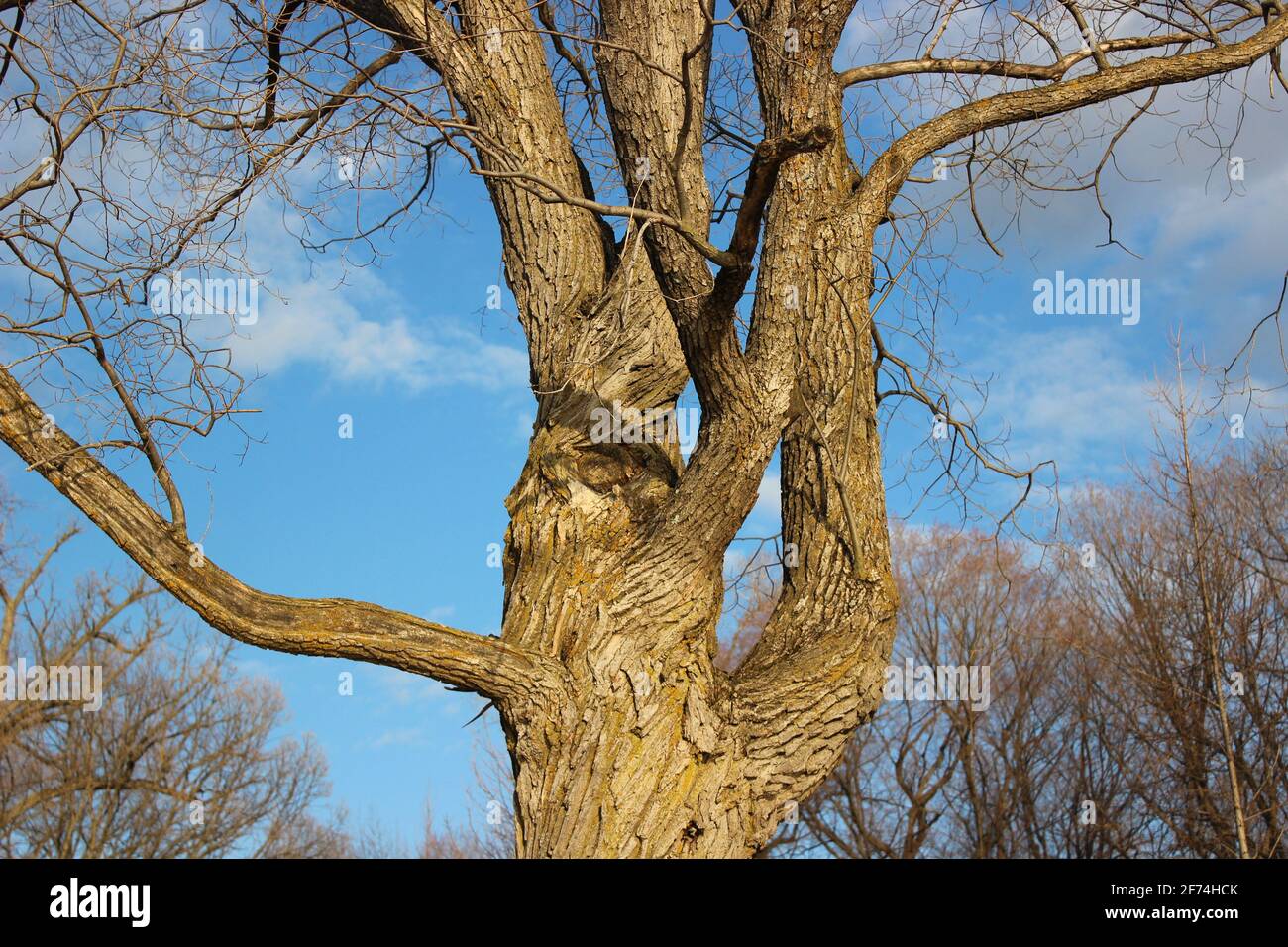 Nature, trees, sky, clouds Stock Photo - Alamy