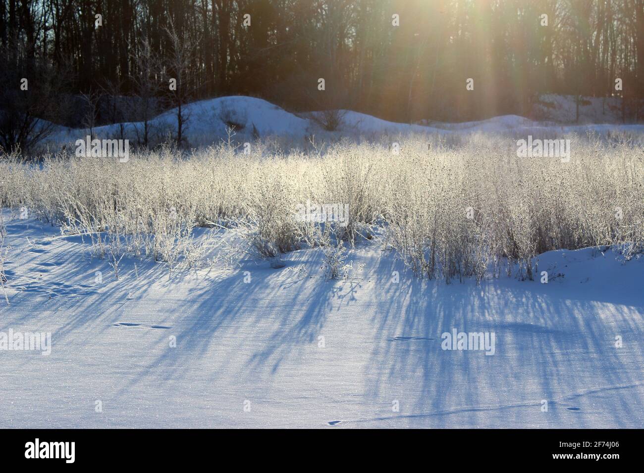 Frost weeds hi-res stock photography and images - Alamy