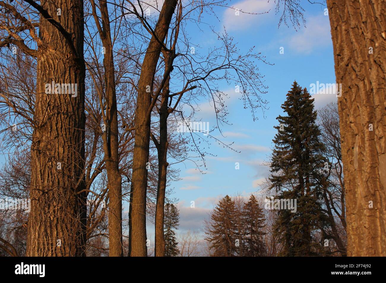 Nature, trees, sky, clouds Stock Photo - Alamy