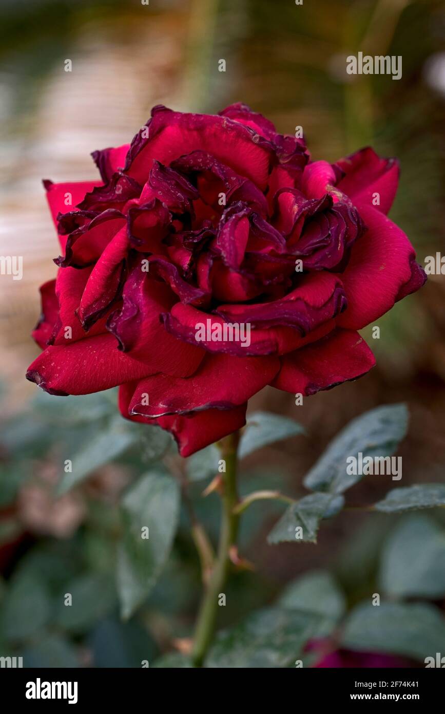Fully bloomed red rose in the garden Stock Photo - Alamy