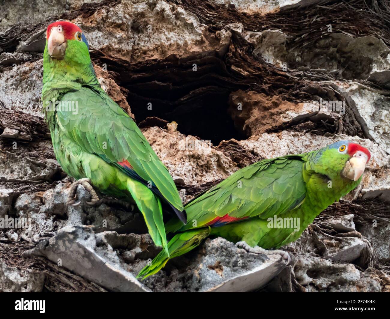 Red-crowned parrot, Amazona viridigenalis, an established exotic ...