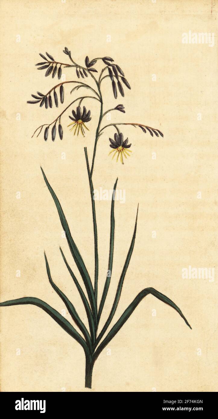 Rock flower of New South Wales, Australia. Unknown species. Handcolored ...