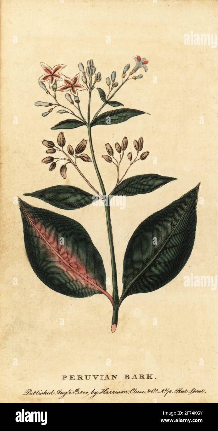 Peruvian bark, Cinchona officinalis (Cortex peruvianus). Handcolored ...