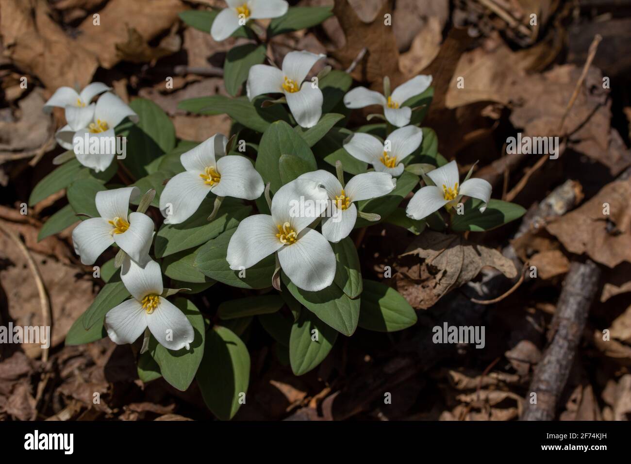 Close up view of a cluster of white flowering snow trillium (trillium ...
