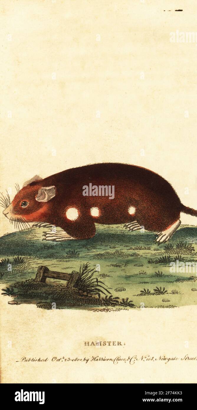 European hamster, Cricetus cricetus. Critically endangered. German ...