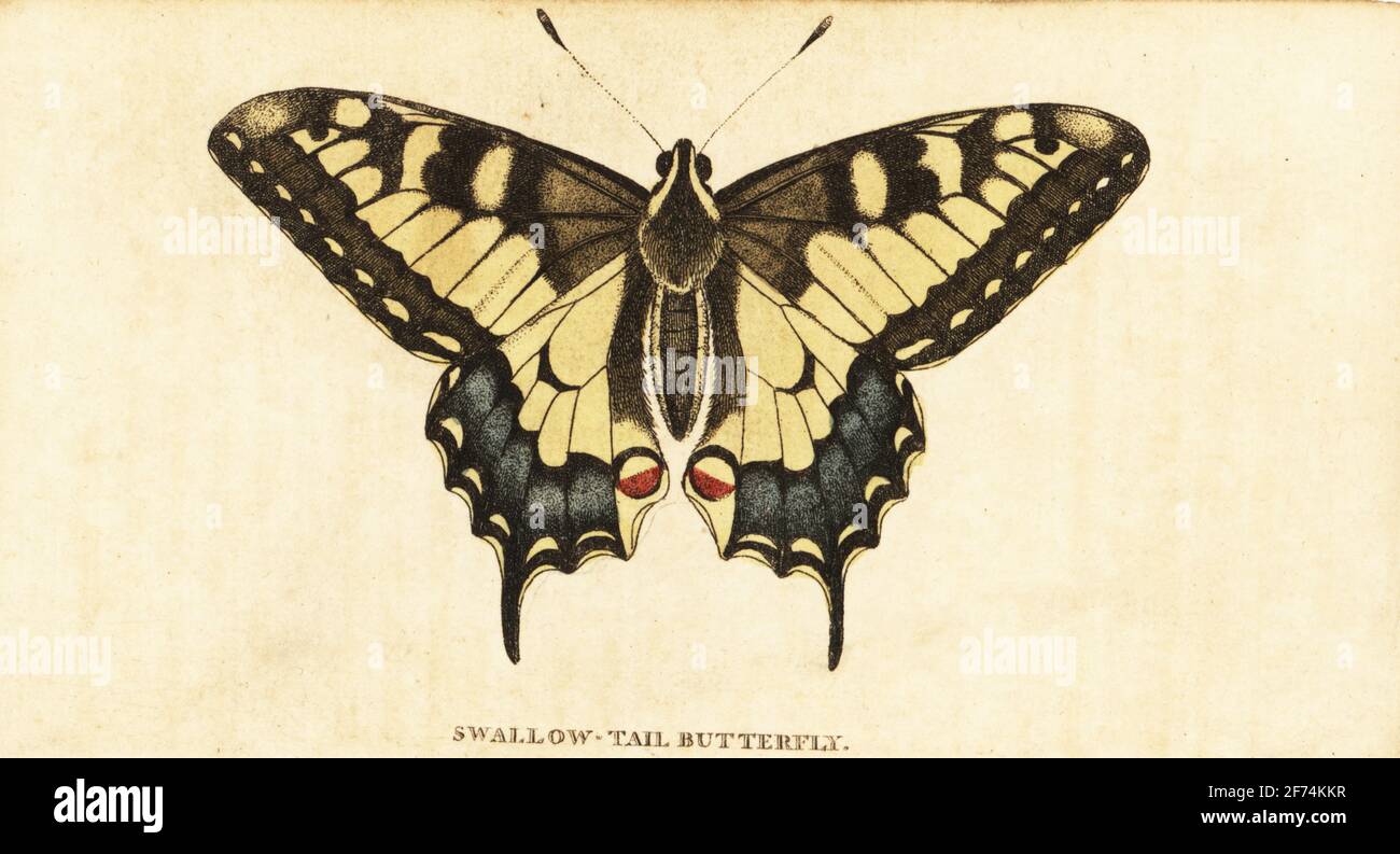 Butterfly Scientific Illustration