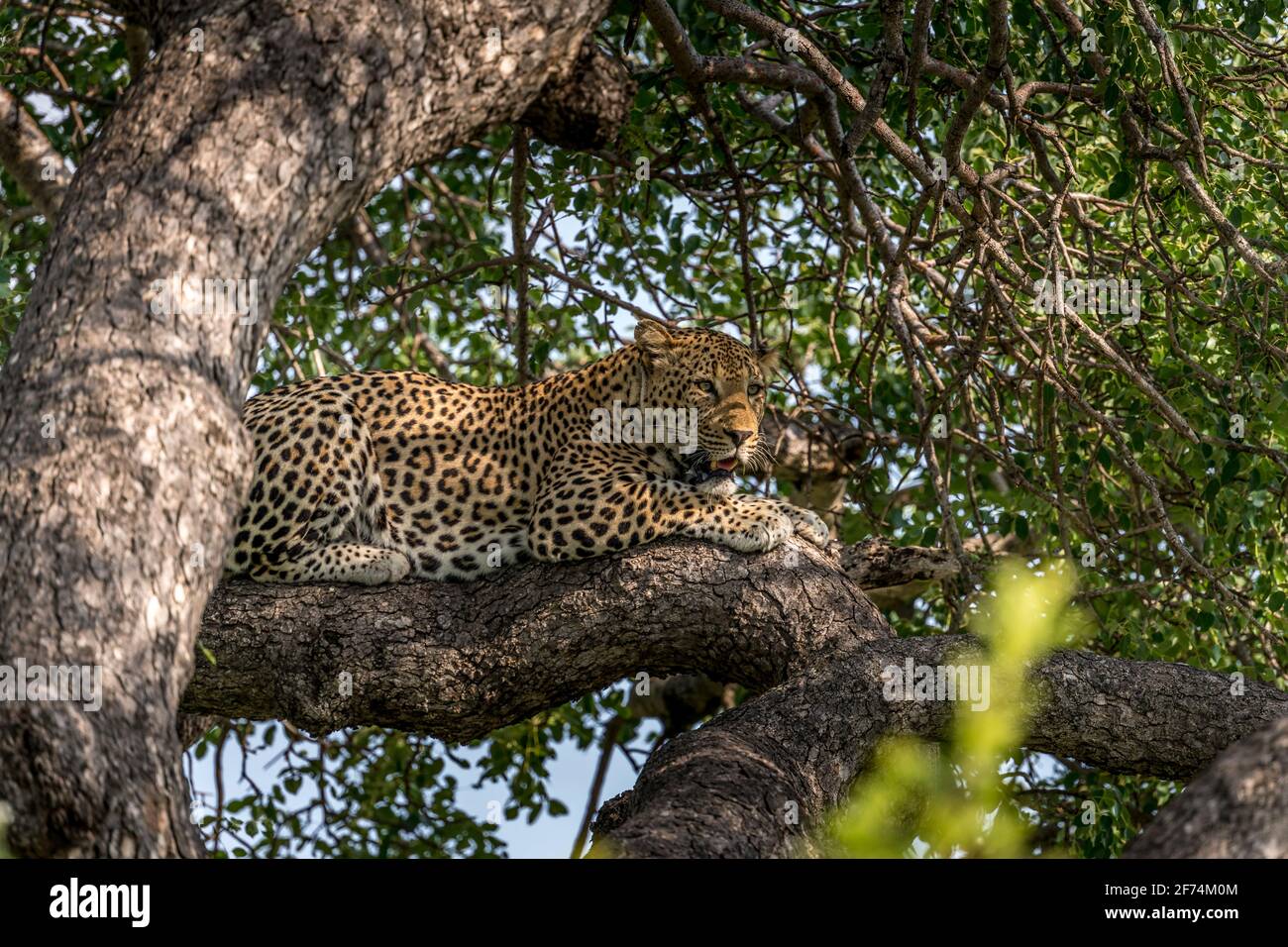 Leopard lying on large tree branch Stock Photo - Alamy