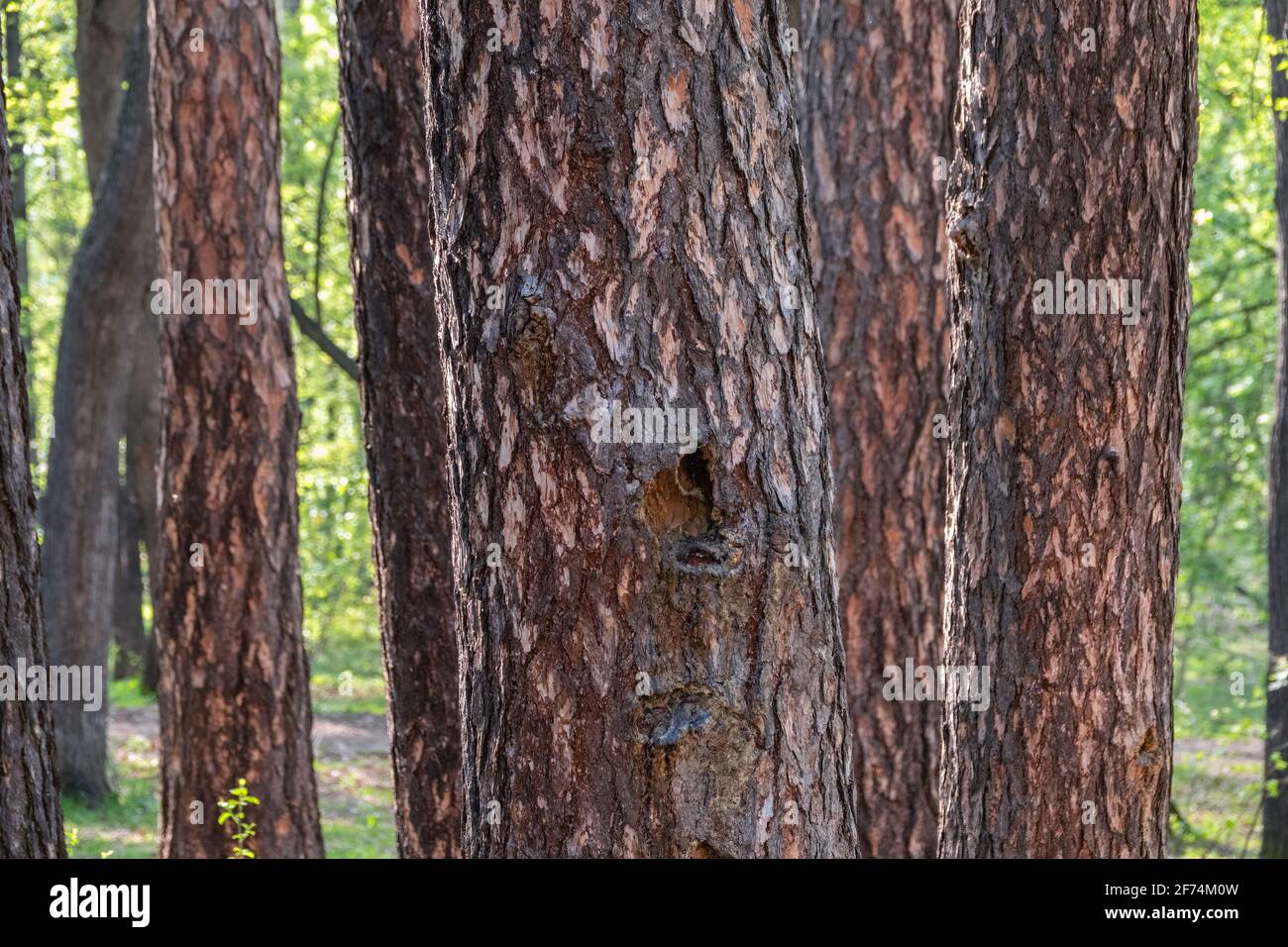 Straight rows pine trees hi-res stock photography and images - Alamy