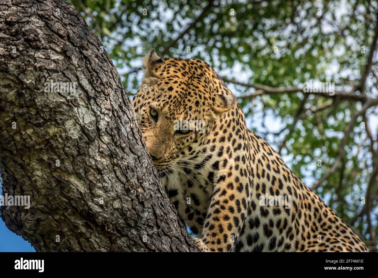 Leopard sniffing large tree branch Stock Photo - Alamy