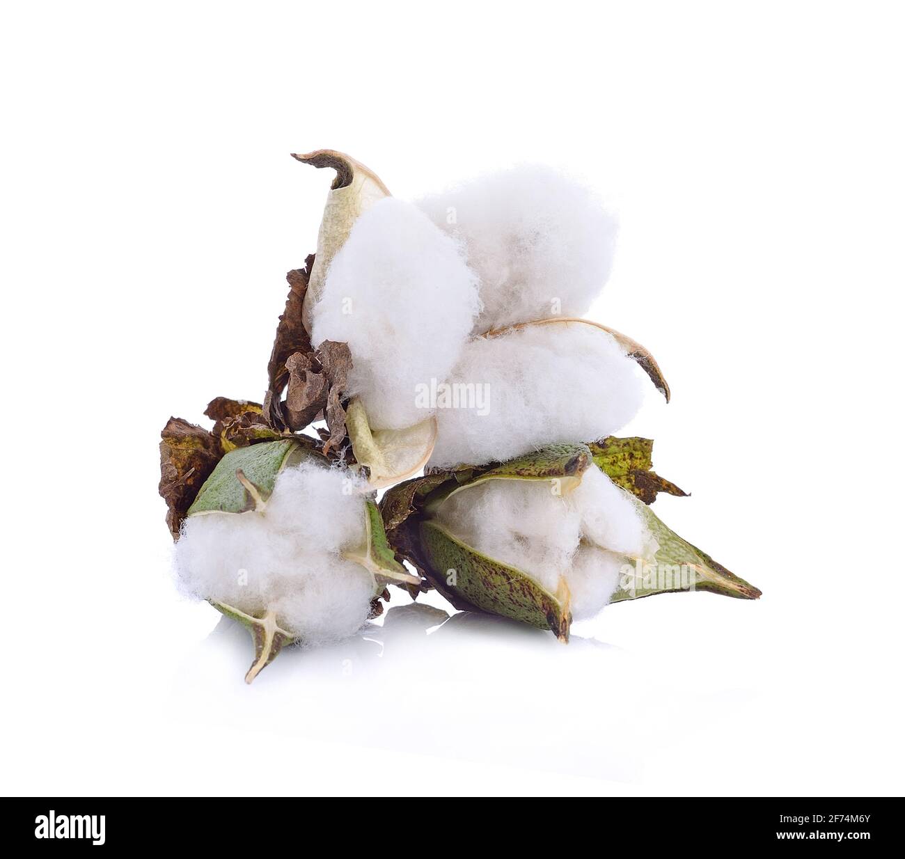 Cotton plant flower isolated on white background Stock Photo - Alamy