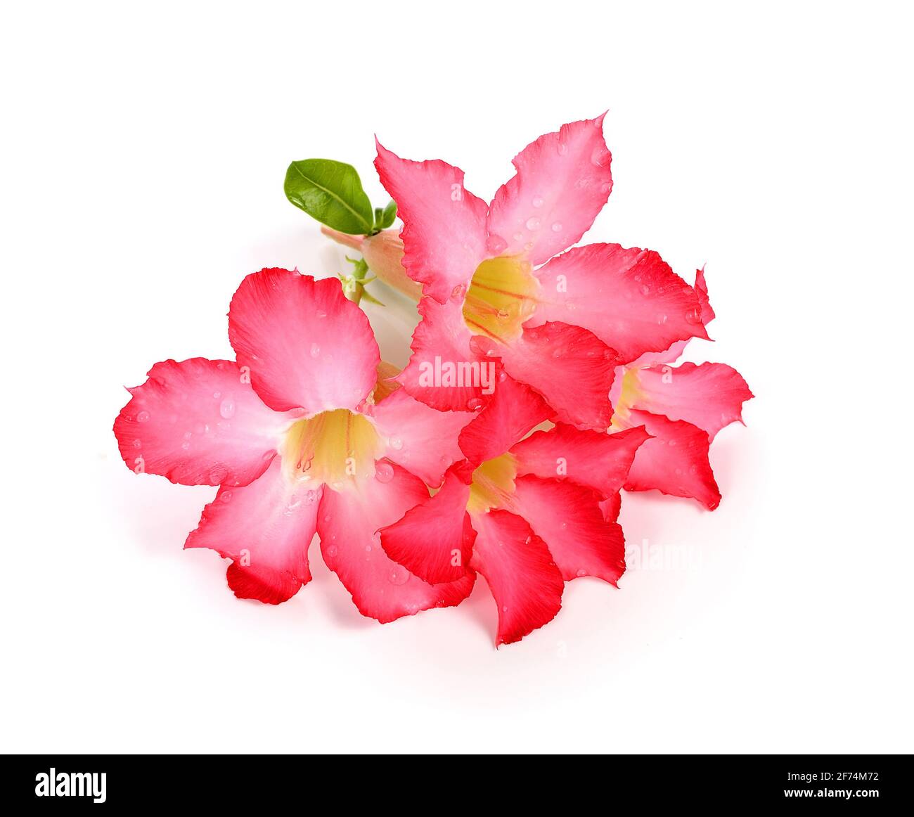Tropical flower Pink Adenium. Desert rose on isolated white background ...