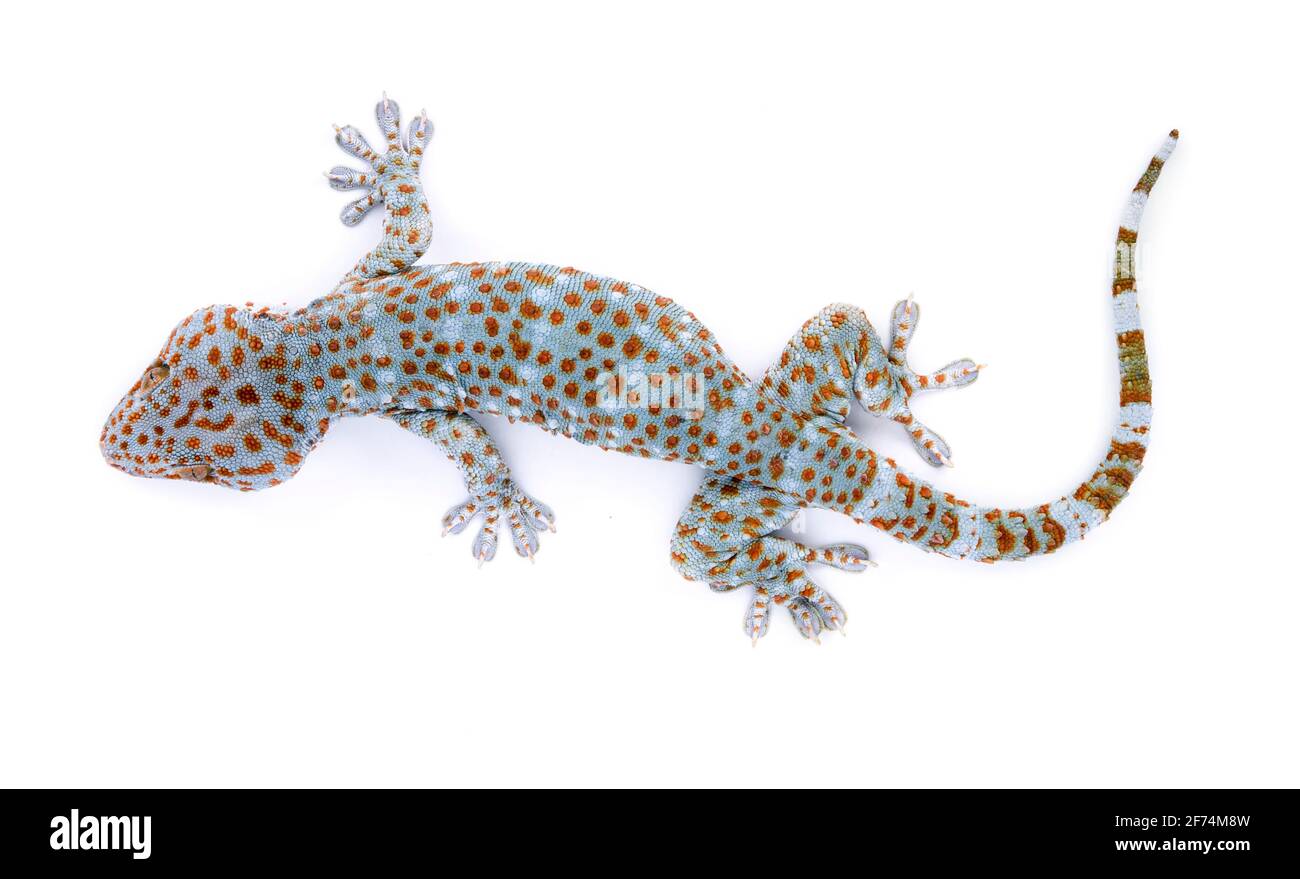 gecko isolated on white background Stock Photo - Alamy