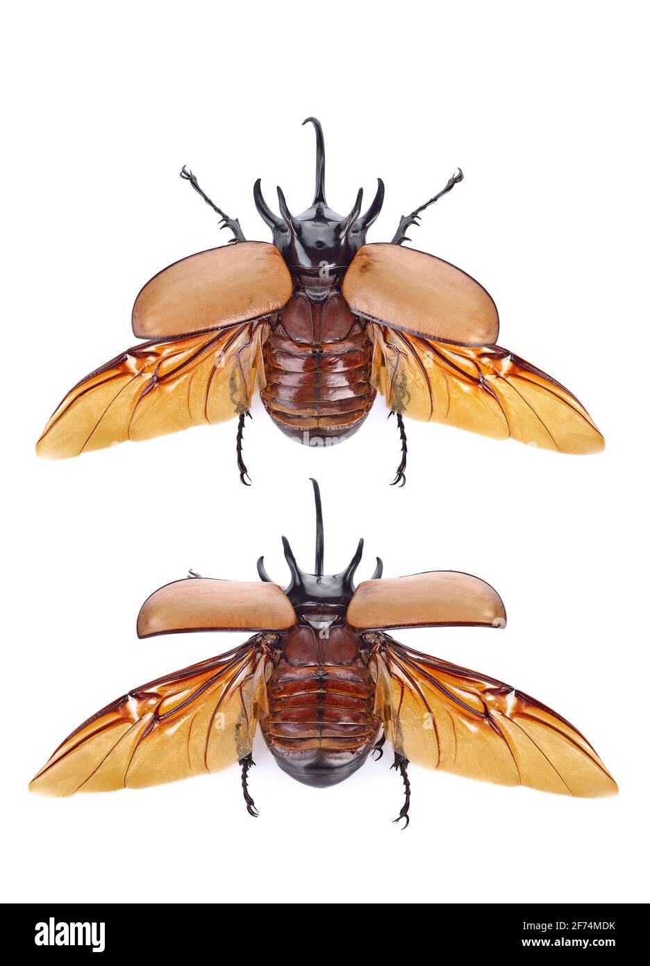 Rhinoceros beetle, Rhino beetle, Hercules beetle, Unicorn beetle Stock ...