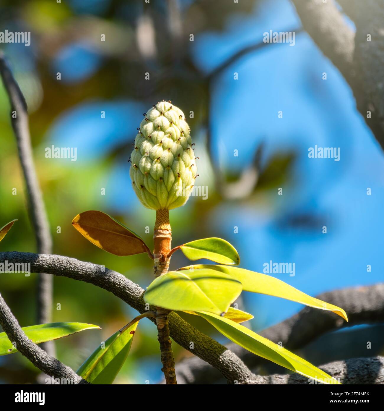 Magnolia fruit on the green leaves background. Magnolia velvet seed pod ...