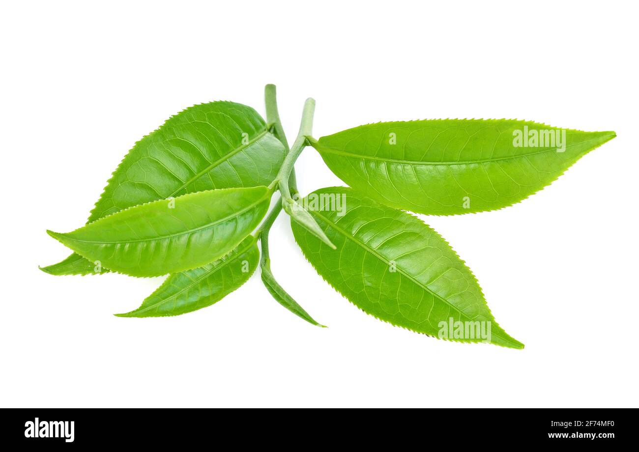 Green tea leaf,tea isolated on white background Stock Photo - Alamy