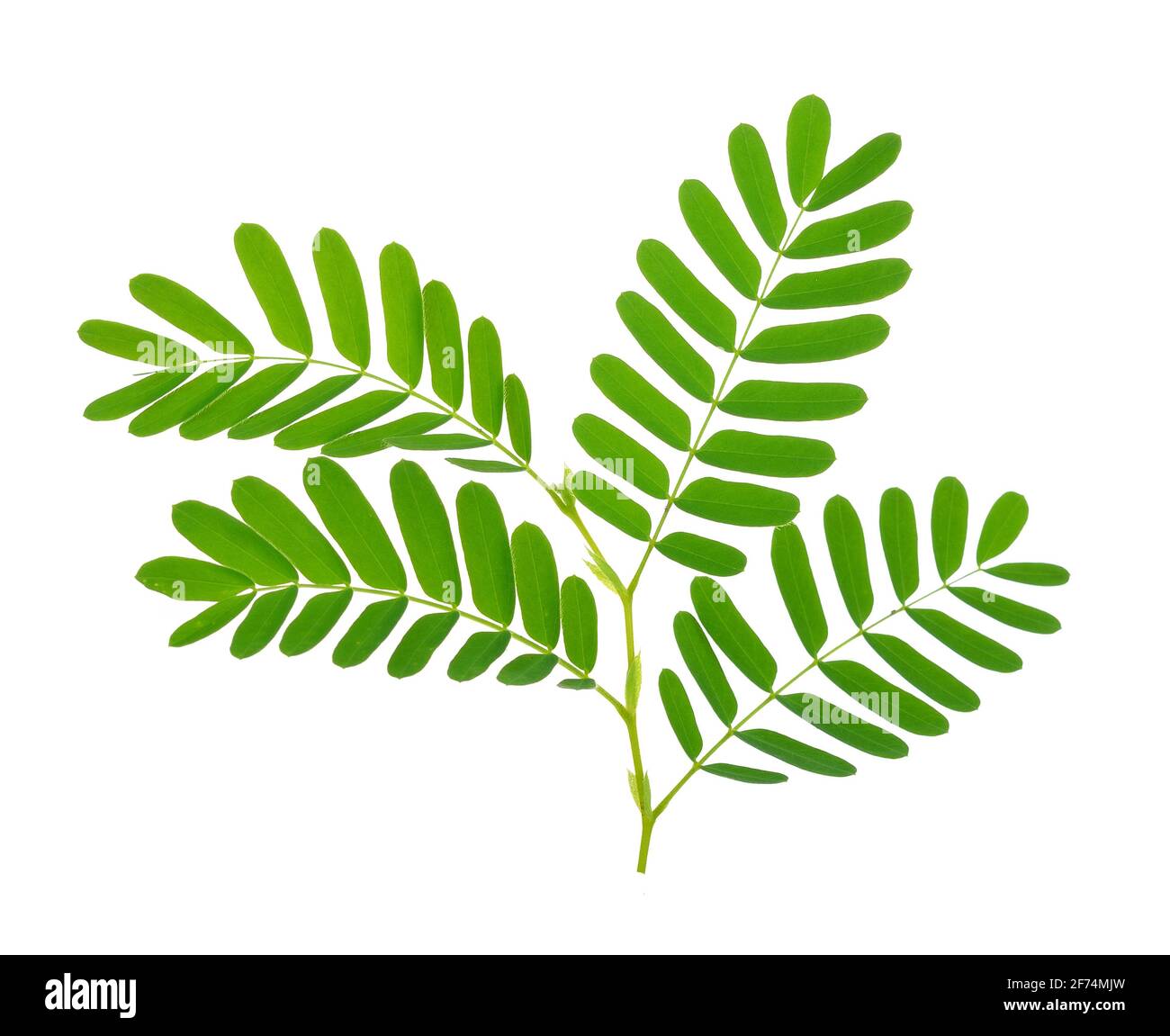tamarind leaf isolated on white background Stock Photo - Alamy