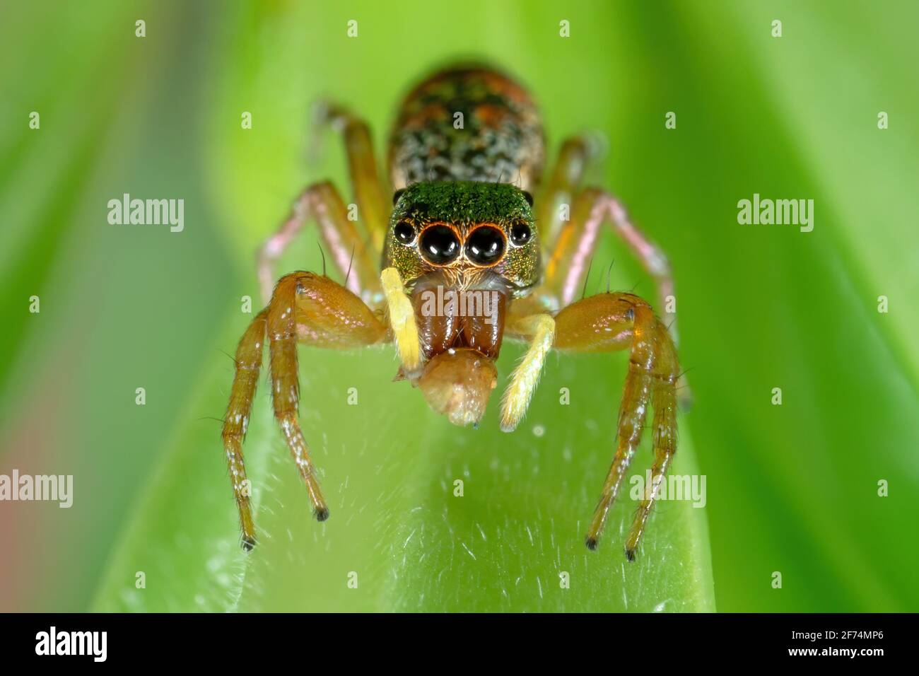 Macro Photography of Colorful Jumping Spider on Green Leaf Stock Photo ...