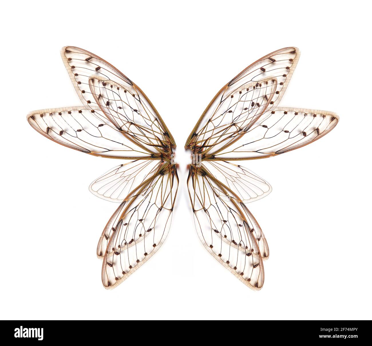 Pair of isolated angel wings hi-res stock photography and images - Alamy