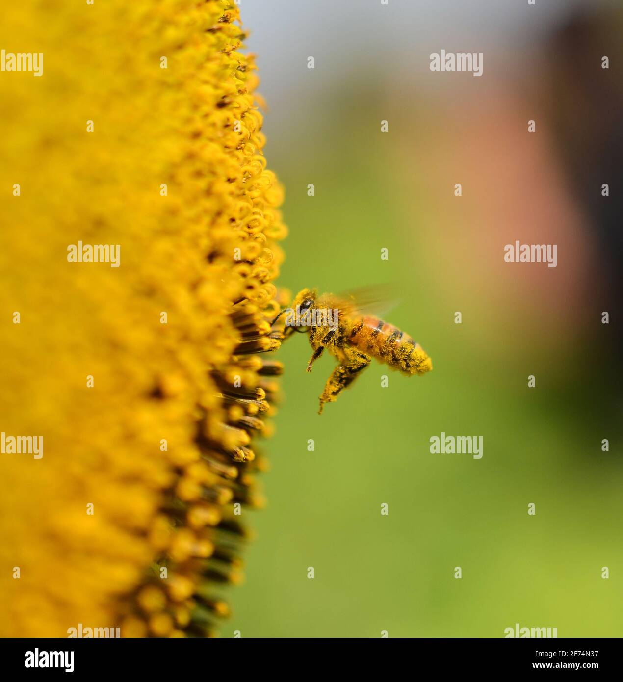 Bee insect flower wings close honey detail eyes hi-res stock ...