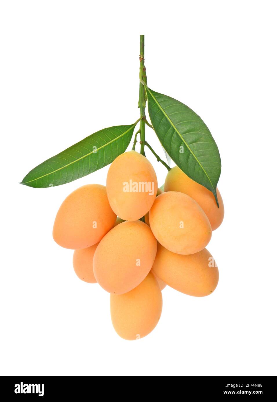 sweet Marian plum Thai fruit (mayongchid) on white background Stock ...