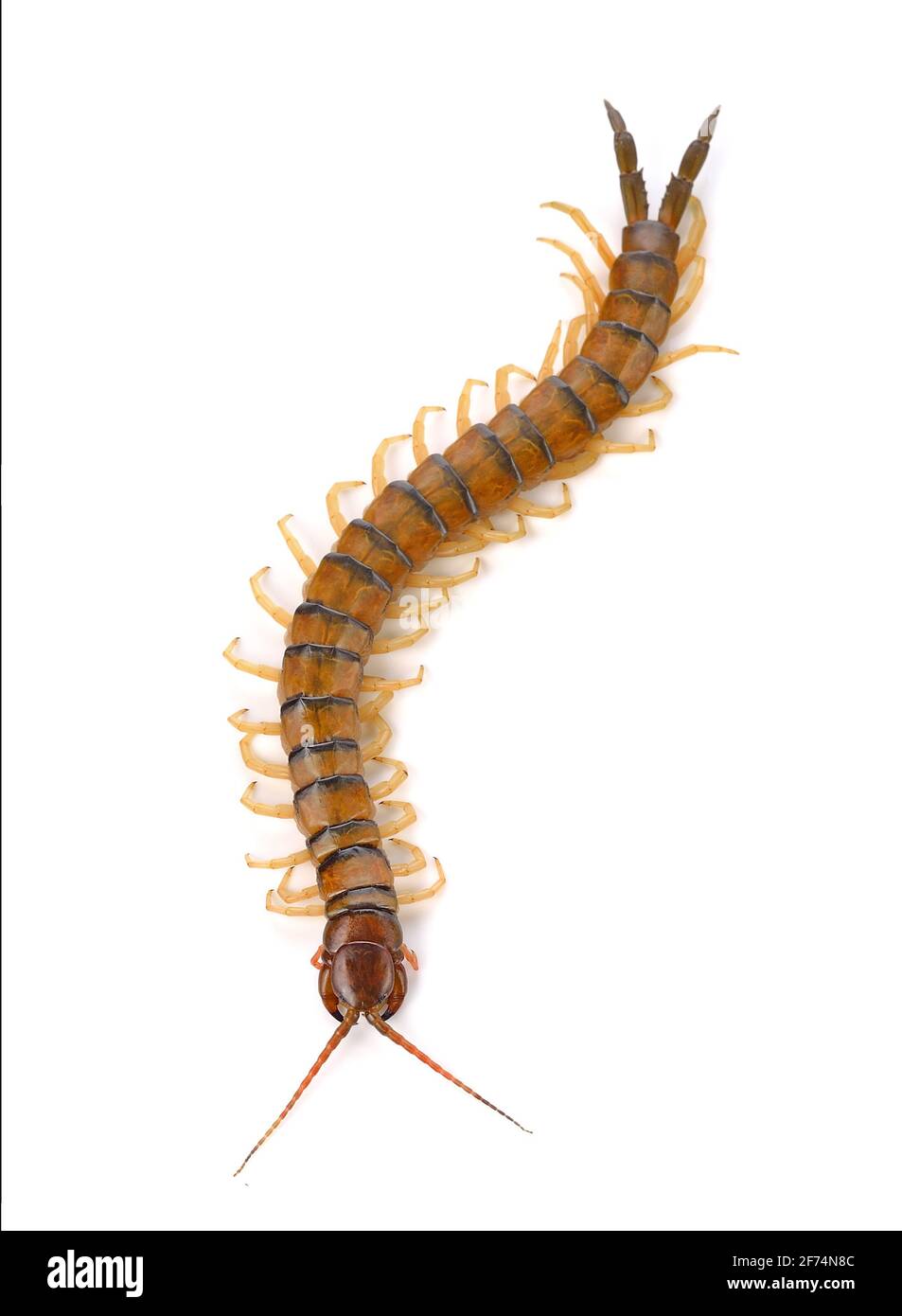 centipede on white background Stock Photo - Alamy