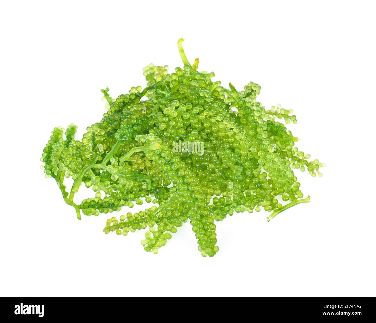Sea grapes underwater hi-res stock photography and images - Alamy