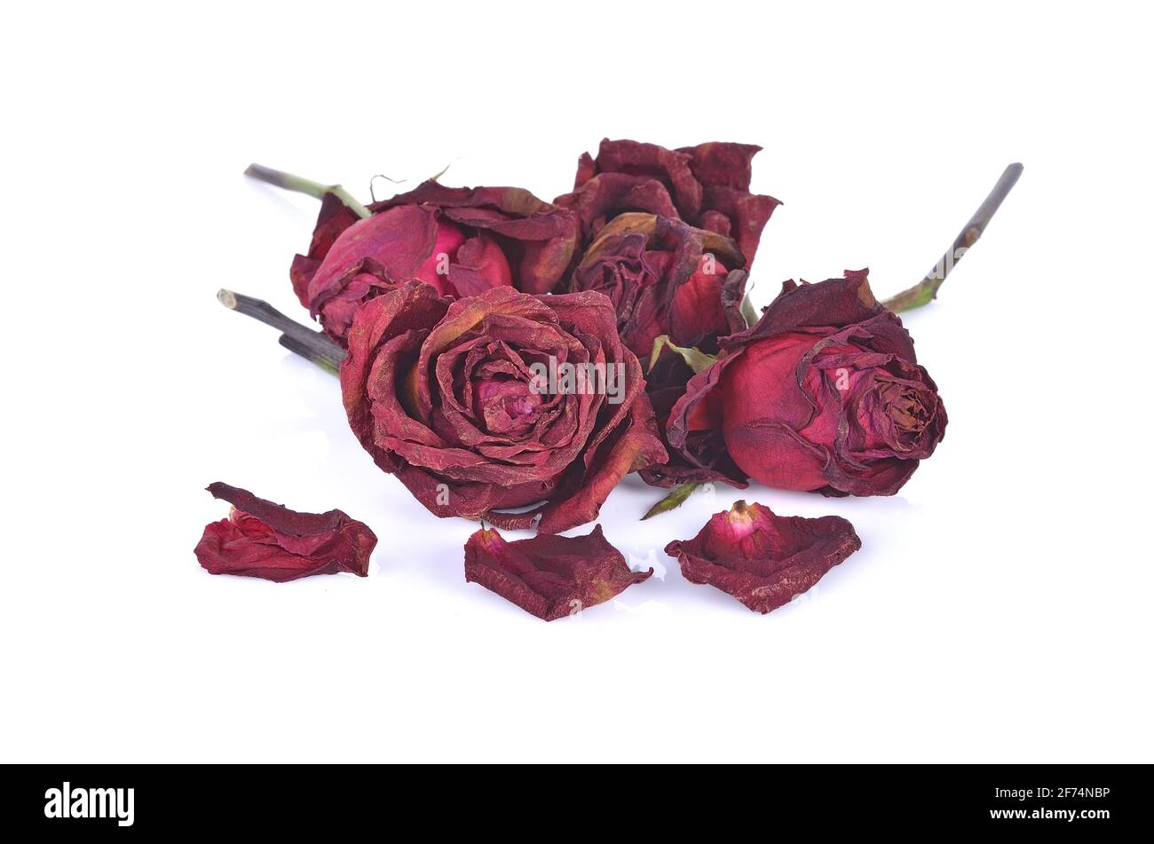 Dry roses isolated on white background Stock Photo - Alamy