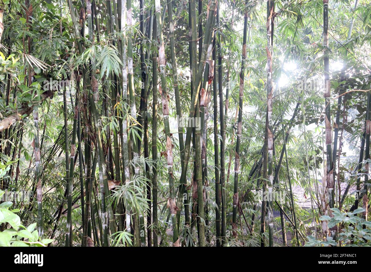 raw bamboo stock on firm for harvest and sell Stock Photo - Alamy