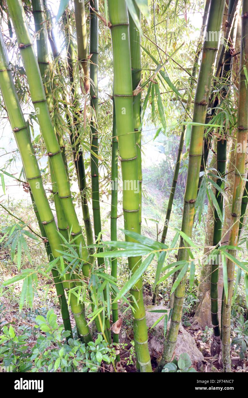 Raw bamboo hi-res stock photography and images - Alamy