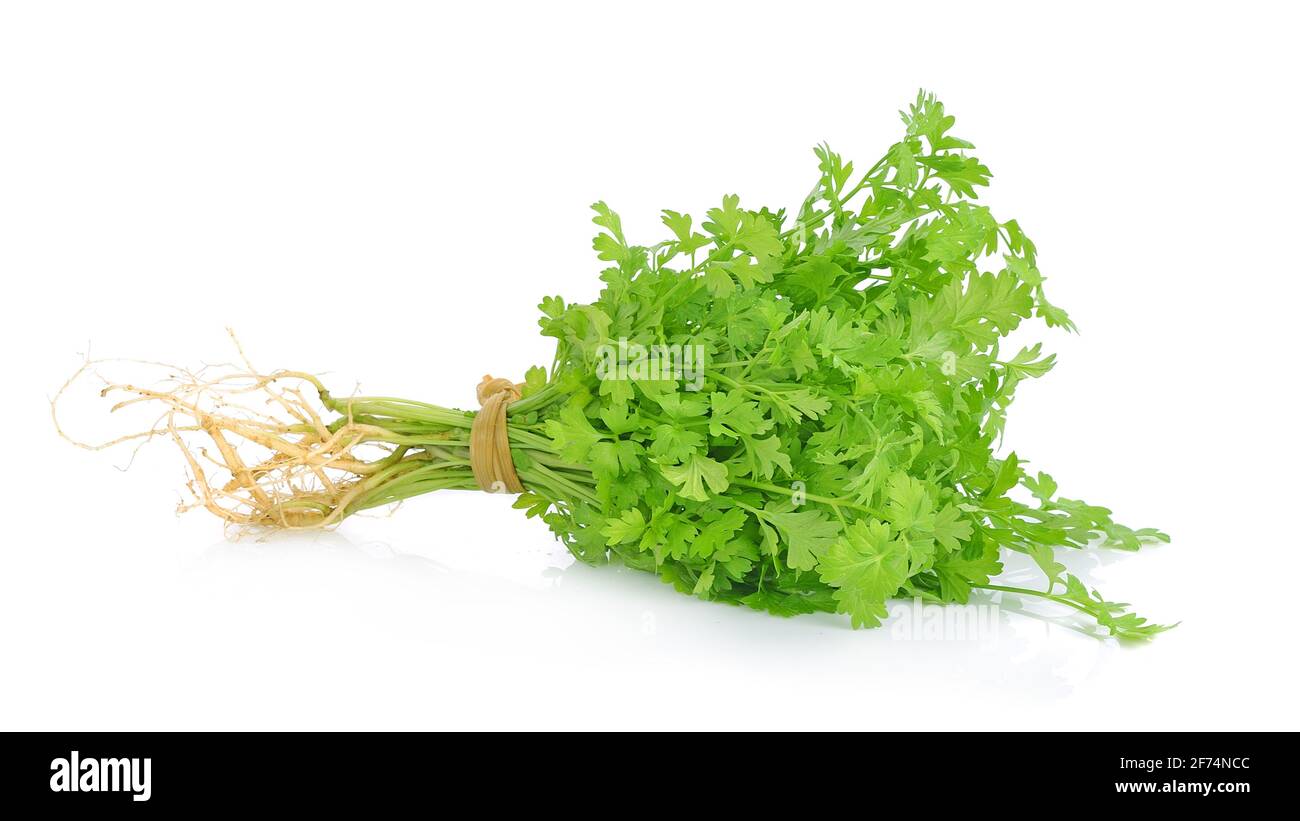 coriander isolated on white background Stock Photo - Alamy