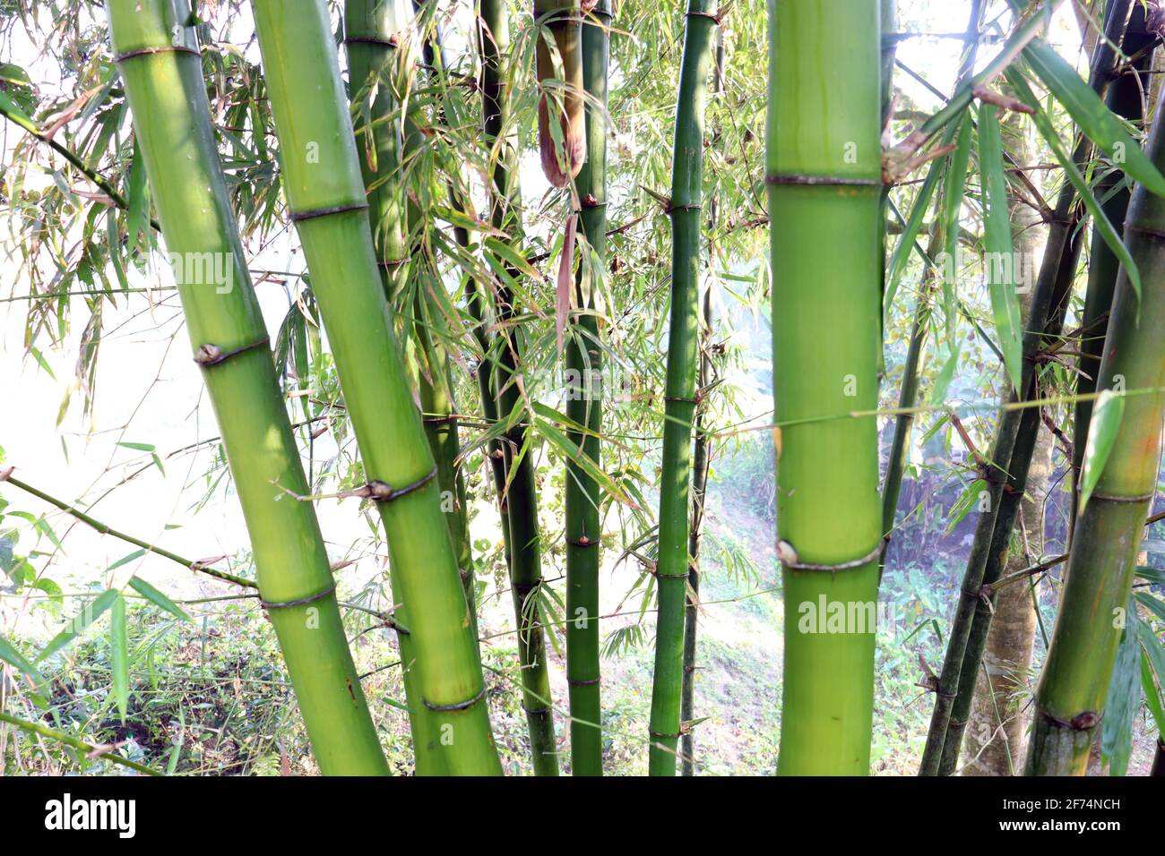 raw bamboo stock on firm for harvest and sell Stock Photo - Alamy